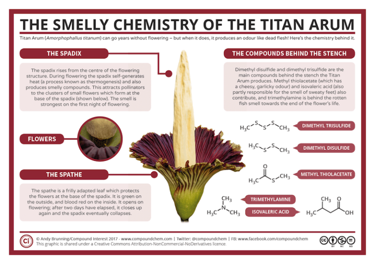 How to Draw Stinking Corpse Lily Flower Easy - Stalcup Lage1936